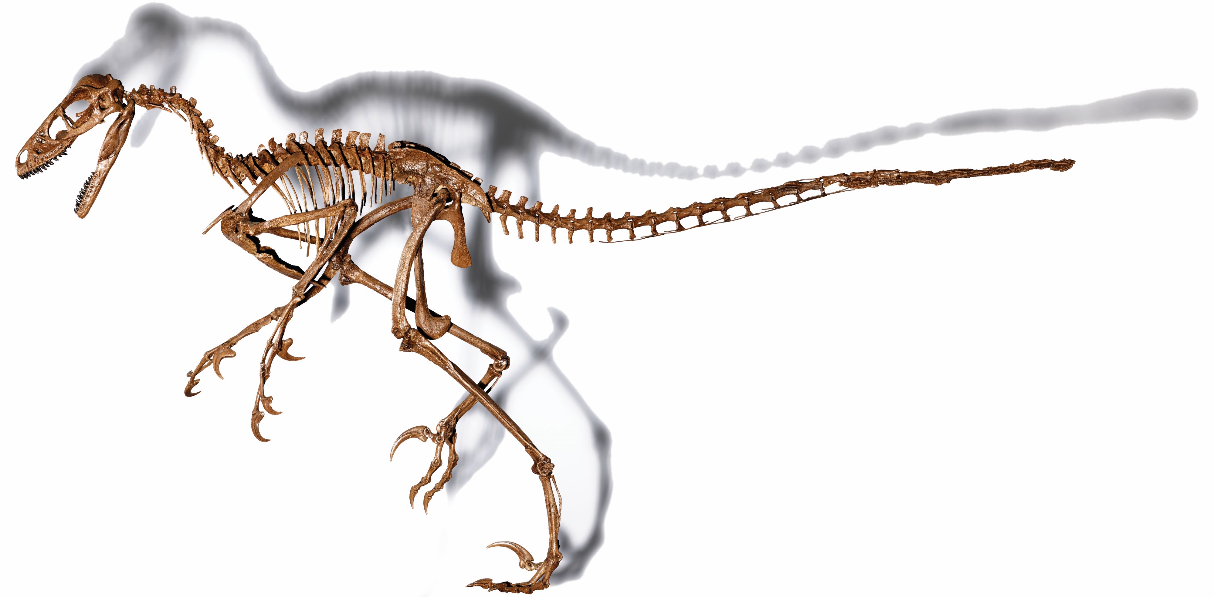 Dino-mite Adventure | Royal Ontario Museum