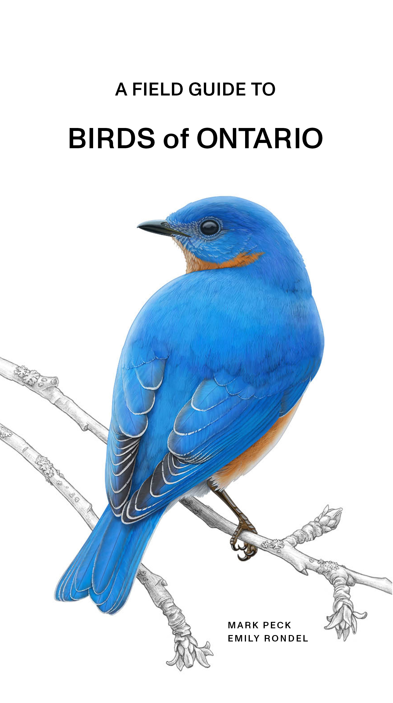 À la découverte des oiseaux de l'Ontario | Royal Ontario Museum