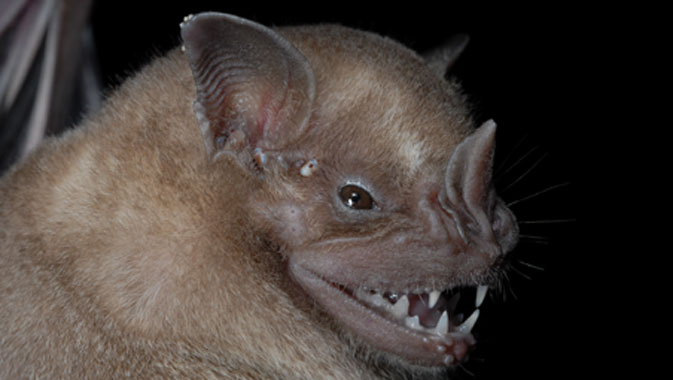 The Bat Cave | Royal Ontario Museum