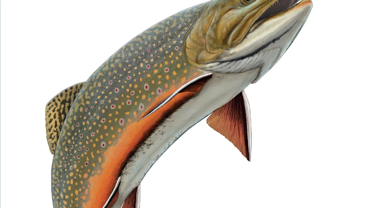 The ROM Field Guide to Freshwater Fishes of Ontario (Second Printing ...