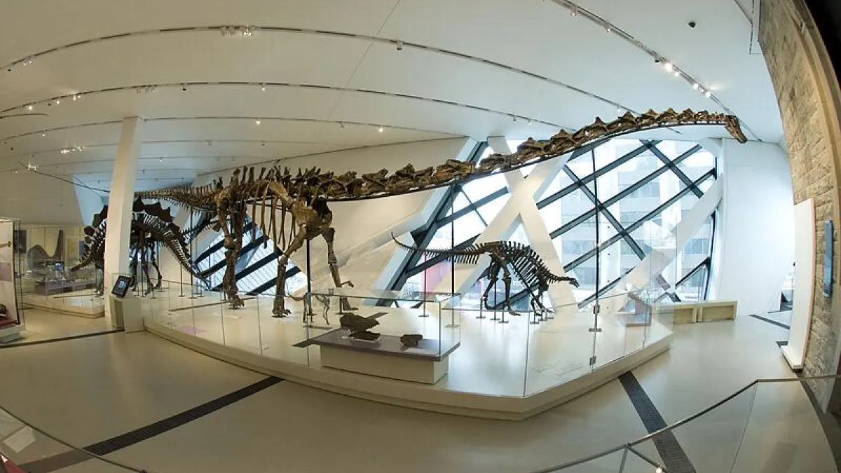 barosaurus skeleton