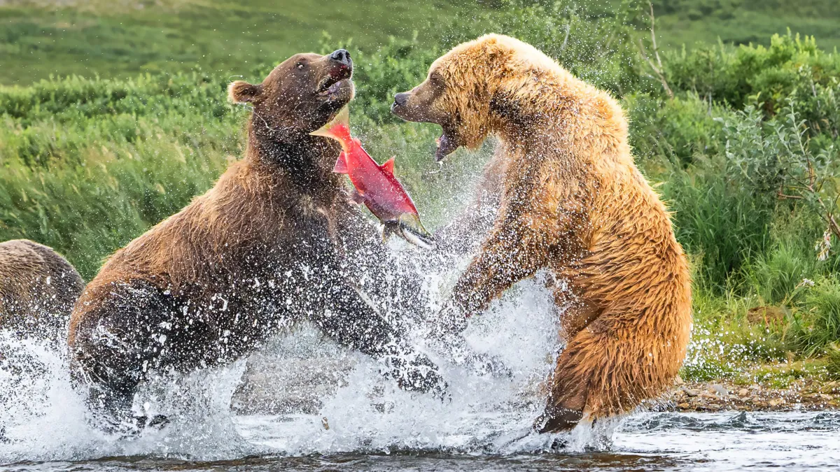 Winners of the 2024 ROM Wildlife Photo Contest | Royal Ontario Museum