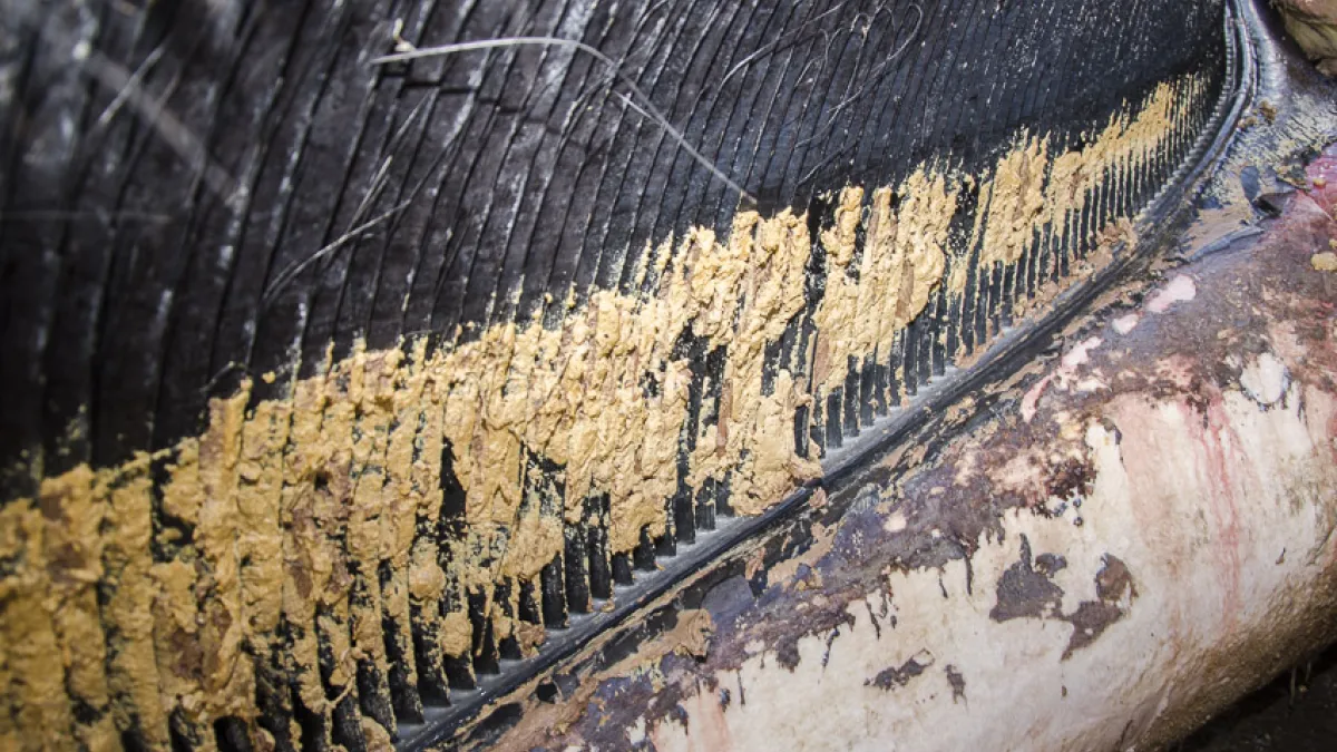 Kissing the Cod! | Royal Ontario Museum